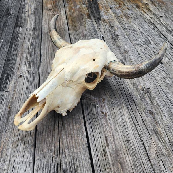 Real Steer Skull Head (one Only) Cow Horns 19" to 23" Wide Bull ...