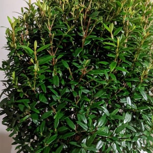 Scented Geranium Topiary Braid or Twist in a 6 Pot | Etsy