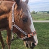 Goat Halter Small Light Pink Livestock Lead Goats Sheep - Etsy