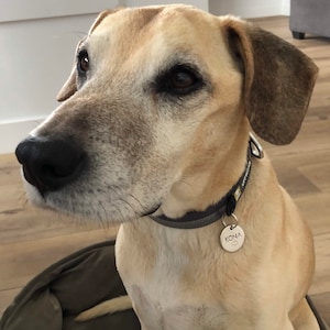 Simple Custom Hand Stamped Dog Tag Dog Tags for Dogs Pet Id - Etsy