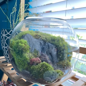 Turquoise Tropical Springs Terrarium With Live Moss in Mini - Etsy