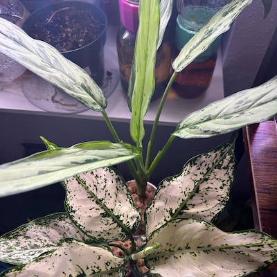 Aglaonema Bundle - Etsy