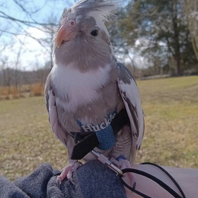 25 Closed Bird Leg Bands Aluminum Custom Laser Engraved in USA - Etsy