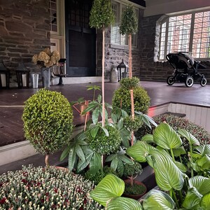 Scented Geranium Topiary Braid or Twist in a 6 Pot | Etsy