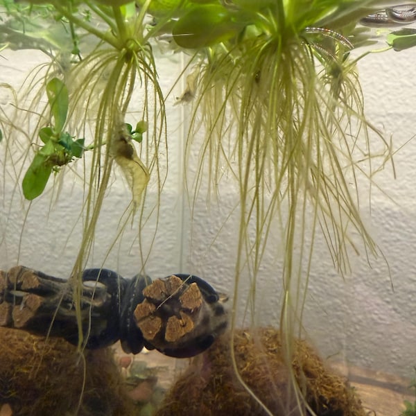 Amazon Frogbit, Limnobium Laevigatum, Live Aquarium/aquatic/floating ...