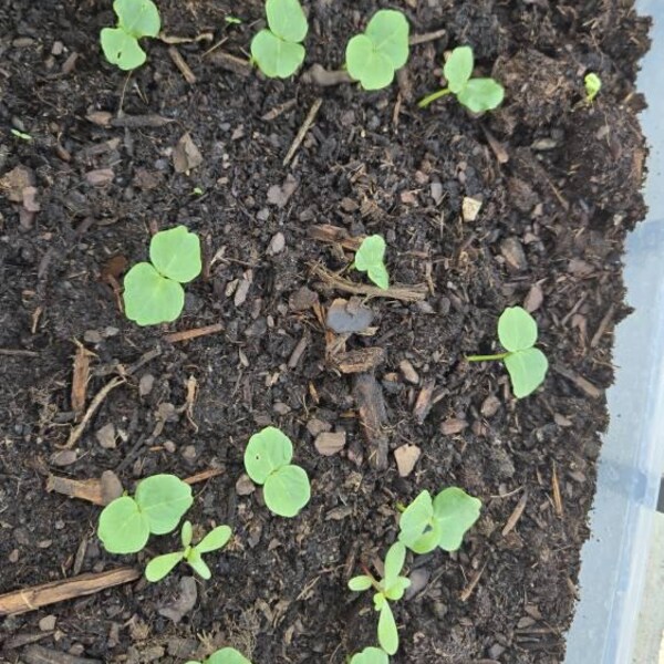 Georgia Creole Collards 50 Seeds - Etsy