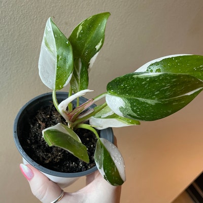 Albo Syngonium Syngonium Albo Variegated Rooted 4 - Etsy