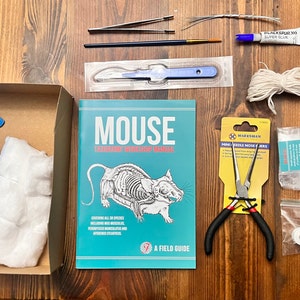 DIY Mouse Taxidermy Craft Kit Inc. Manual and Full Tool Kit for ...