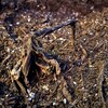 1 Plant of Perennial Basil Herbalea Wild Magic - Etsy