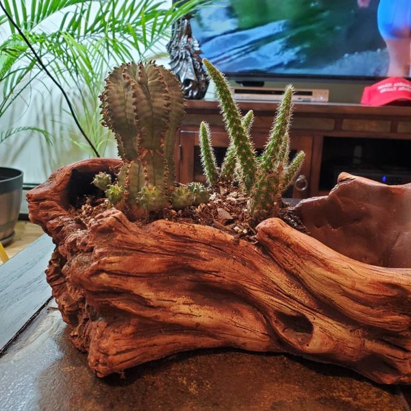 Large Eve's Needle Cactus Plant Cacti Succulent Plant Live Cactus Live ...