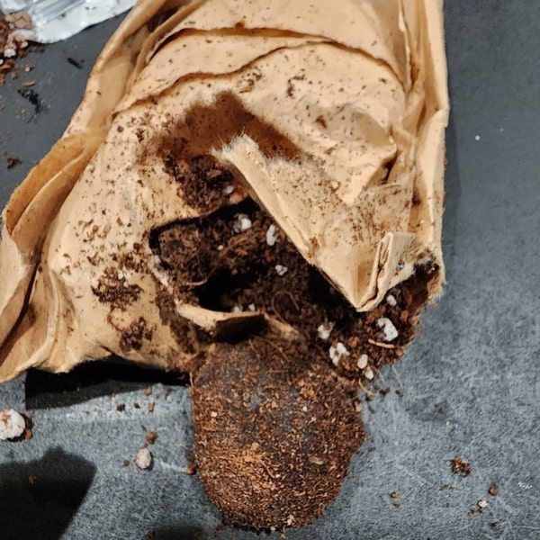 Scent Leaf SEEDS, Clove Basil, African Basil, Nchanwu, Efirin, Ntonng ...