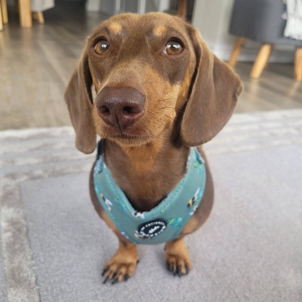 Cute as Can Bee Dog Harness - Etsy