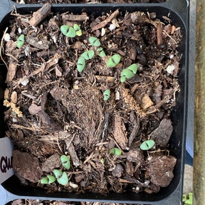 1000 Fine Curled PEPPERGRASS / PEPPERCRESS / WATERCRESS - Etsy