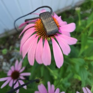 Irish Willow Wand tree of the Water - Etsy