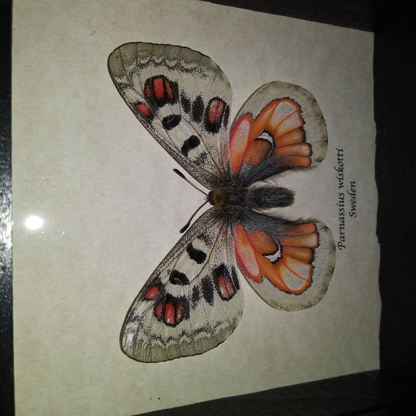 Very Rare Hybrid Snow Apollo Butterfly Framed Taxidermy - Parnassius ...