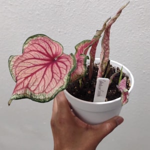 Caladium 'mint Julep' Size #1( 1 Bulb/larger 1-1/2" to 2-1/2") **new ...