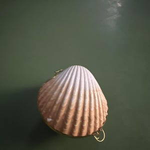 CARDIUM PESODOLIMA Sea Shell Trinket Box - Etsy