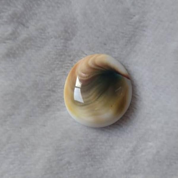 Gastropod (snail) Shell Fossil Agate Druzy Gemstone, Fancy Shape ...