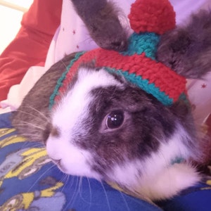 Christmas Rabbit Sweater Bunny Outfit Pet Clothing Bunny - Etsy