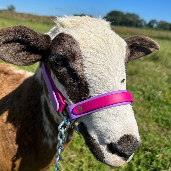 LAMB HALTER | "duo" | Stock Show | Show Lamb | - Etsy