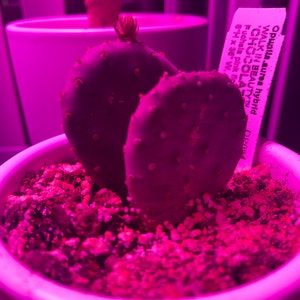 OP027: Opuntia Debreczeyi 'alberta Sunset' spineless Cat's Paw Cactus ...