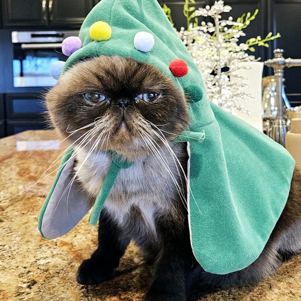 Beret and Cape for Pets, 2 Piece Costume for Cats and Dogs, Pet Cloak ...