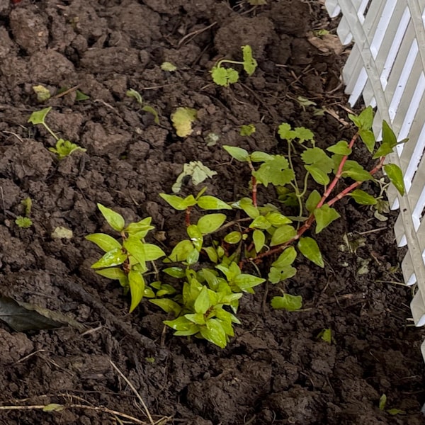 20-100 Jicama Seeds Vegetable Mexican Yam Bean Root, Hột Củ Sắn, 2025 ...