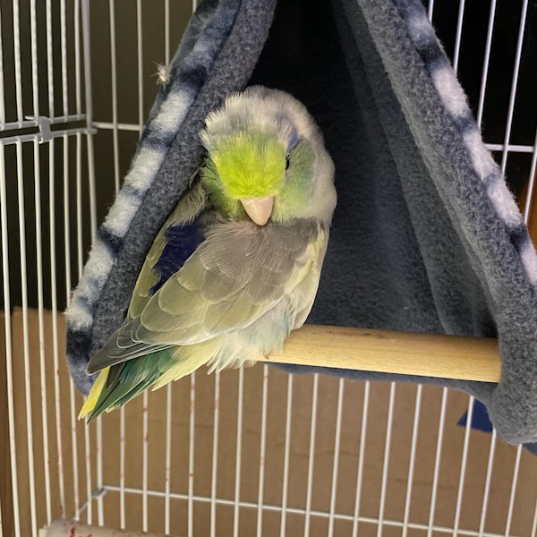Bird Teepee, Bird Tent, Bird Bed for Conures, Caiques, Senegals ...