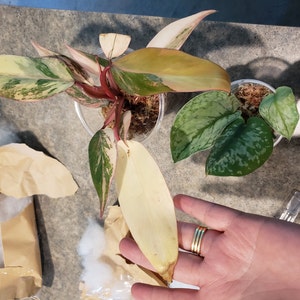 Philodendron Brandtianum Aff wild Form - Etsy