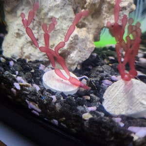 The Tiny Terrarium Kit / DIY Mini Bioactive Enclosure With Live Plants ...