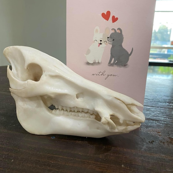 Puma or Mountain Lion Skull Replica (museum Quality) - Etsy