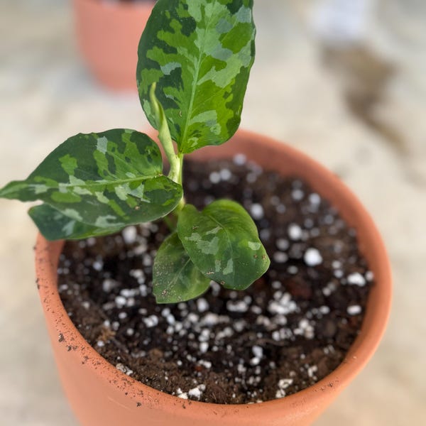 Aglaonema Pictum Tricolor Starter Plant (ALL STARTER PLANTS Require You to Purchase 2 Plants ...