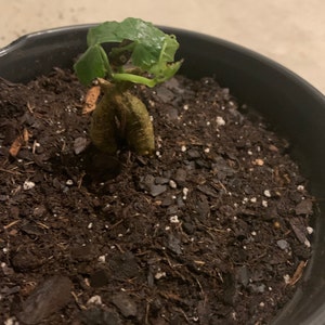 Neoregelia Sheba Bromeliad Offset for Shade or SUN | Etsy