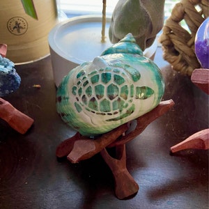 Brown Turkey Wing Seashells Ark Shells Arca Zebra Coastal - Etsy