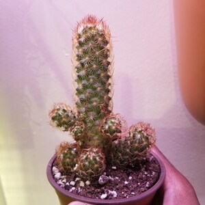 Fire Mammillaria Elongata Copper King Cactus Rare Succulent Live Cacti ...