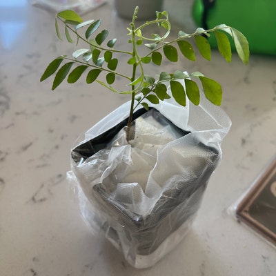 Curry Leaf Live Plantmurraya Koenigii, Karivepallai, Karivembu ...