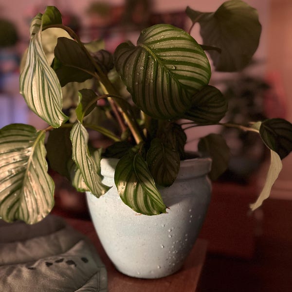 Mican Philodendron Velvet Leaf Philo Indoor & Outdoor Live Tropical ...