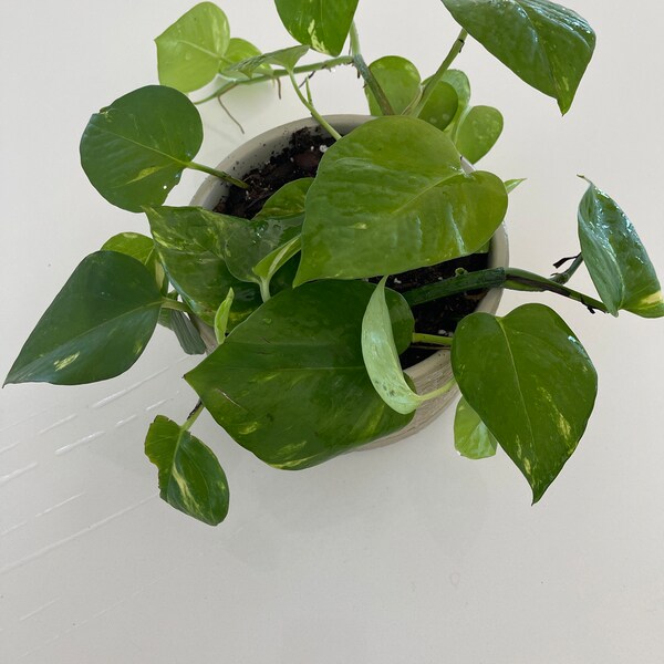 Tipper Reversible Question Mark Psychedelic Bucket Hat, Tipper Merch ...