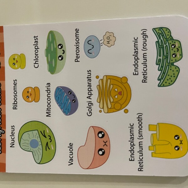 What's in a Cell? Organelles! (plant) | Decorative | Science Stickers ...