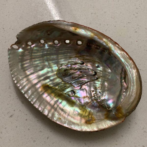 Abalone Shells: Choose Size 2 - 7" Mini & JUMBO Abalone Shells (holds ...