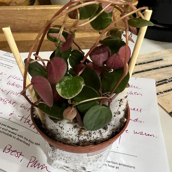 Peperomia Ruby Cascade, Trailing Peperomia, Trailing Plant, Hanging ...