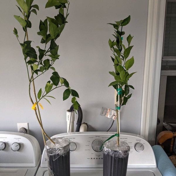 Grafted Kishu Mandarin Tree in Half Gallon Pot, Tangerine FLORIDA ...