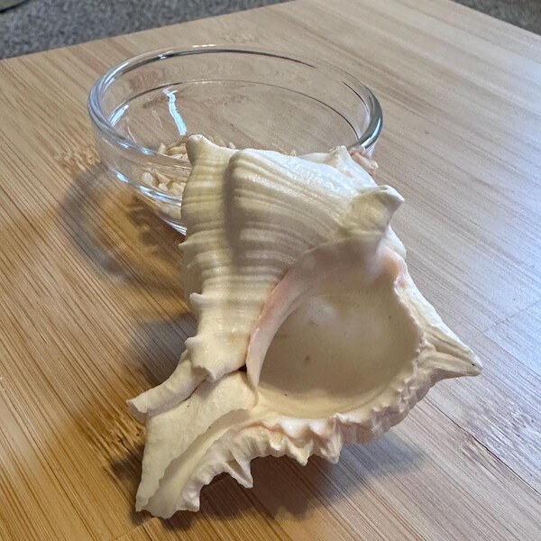 Cebu Beauty Snail Shells 1/2"-3/4"~jewelry Seashell Supplies~ (20 ...