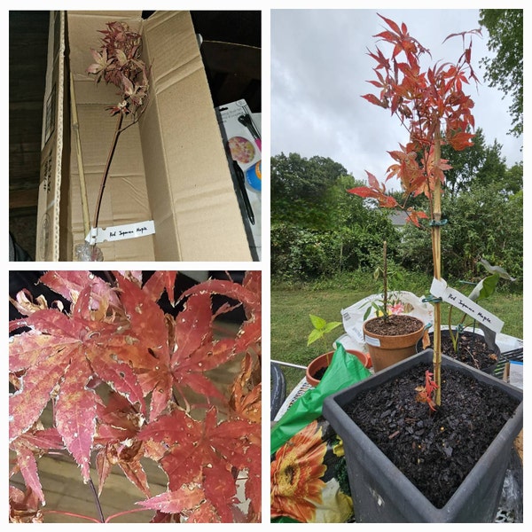 Chinese Chestnut Tree, Potted, 中华板栗树苗甘栗 - Etsy