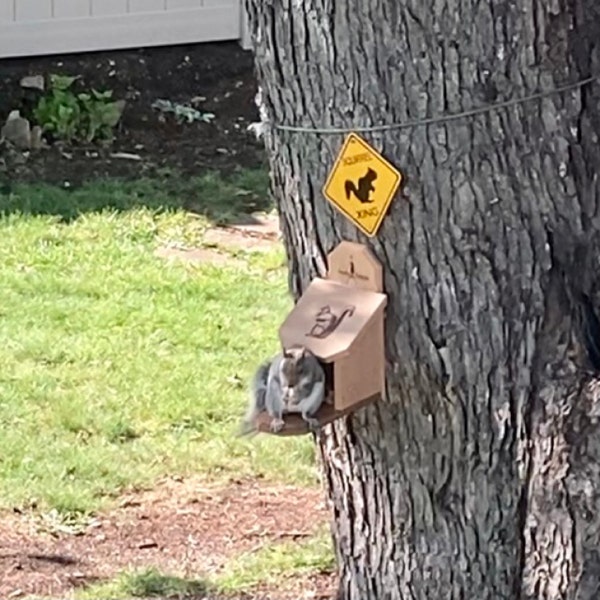 Squirrel Xing Mini Metal Yellow Farm Caution Crossing Sign 6"x6" or 12 ...