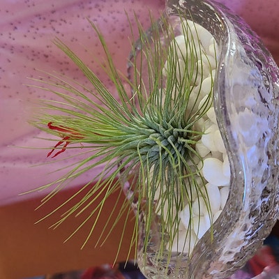 Tillandsia Andreana RARE Air Plant, Unusual Indoor House Plant, Low ...
