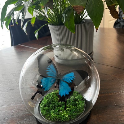 Preserved Blue Morpho Menelaus Butterfly in Glass Dome - Etsy