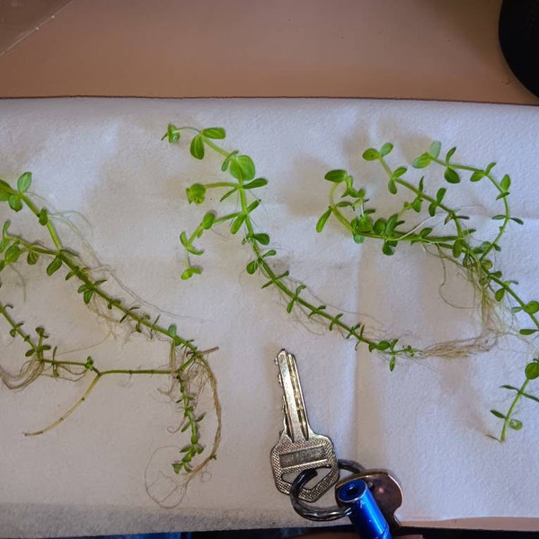 1 Bucephalandra Micro! Live Aquarium Plants! Free S/h Live Aquatic ...