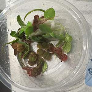 Combo 5 Dwarf Water Lettuce 5 Red Root Floaters Live Floating Aquatic ...
