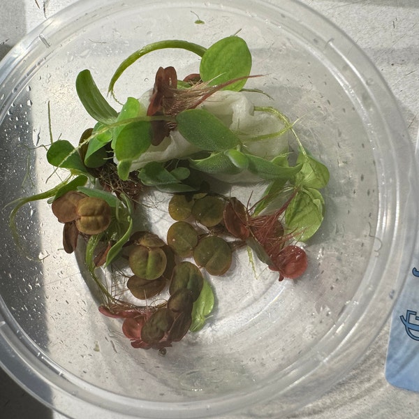 Combo 5 Dwarf Water Lettuce + 5 Red Root Floaters Live Floating Aquatic ...